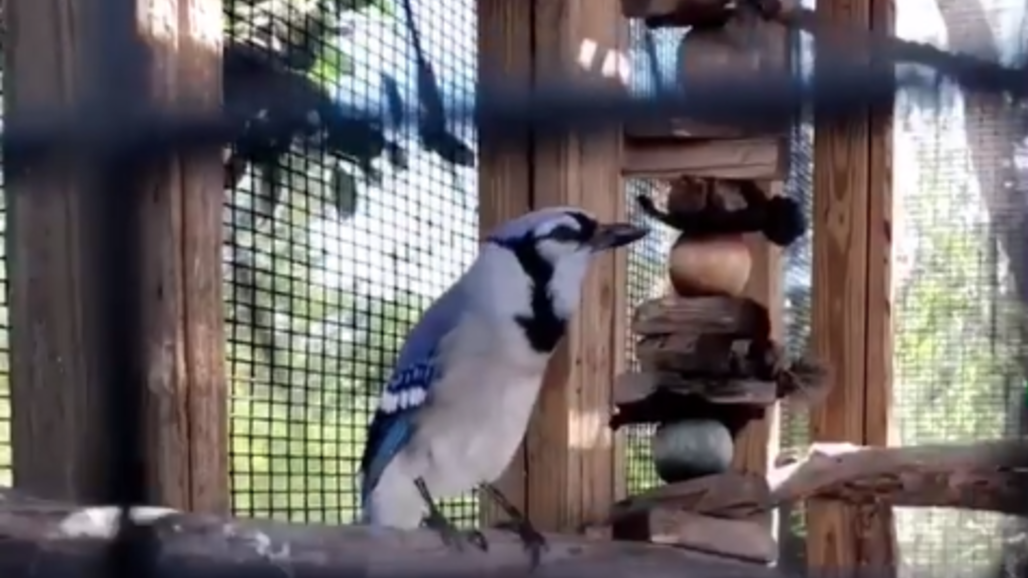 The bird's meow: Flop the blue jay does more than tweet