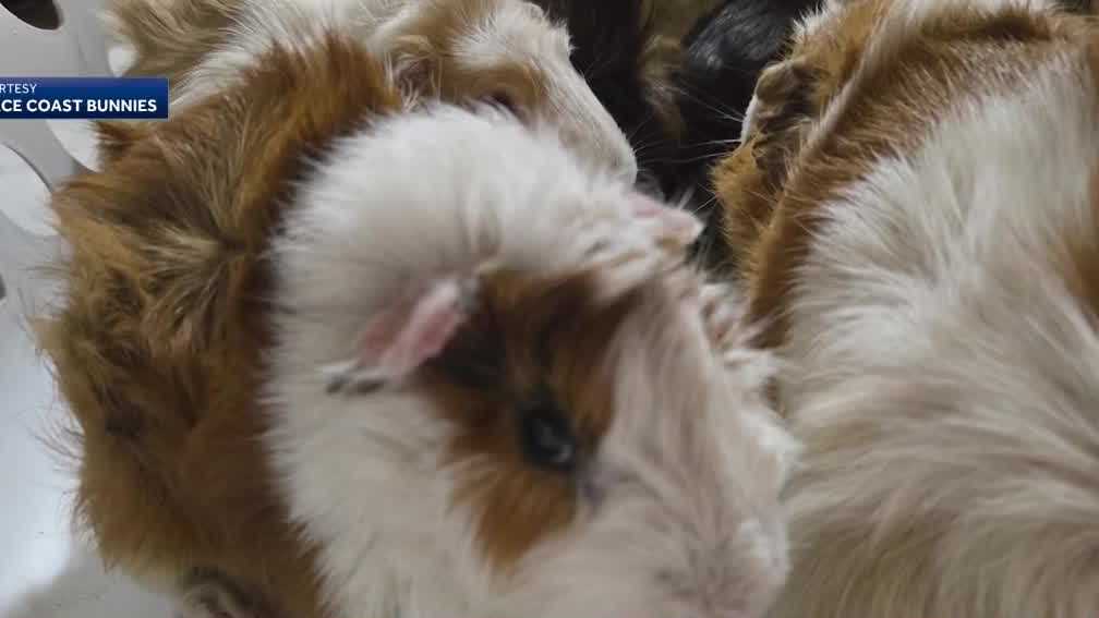 Nearly 60 guinea pigs abandoned on Orange County road