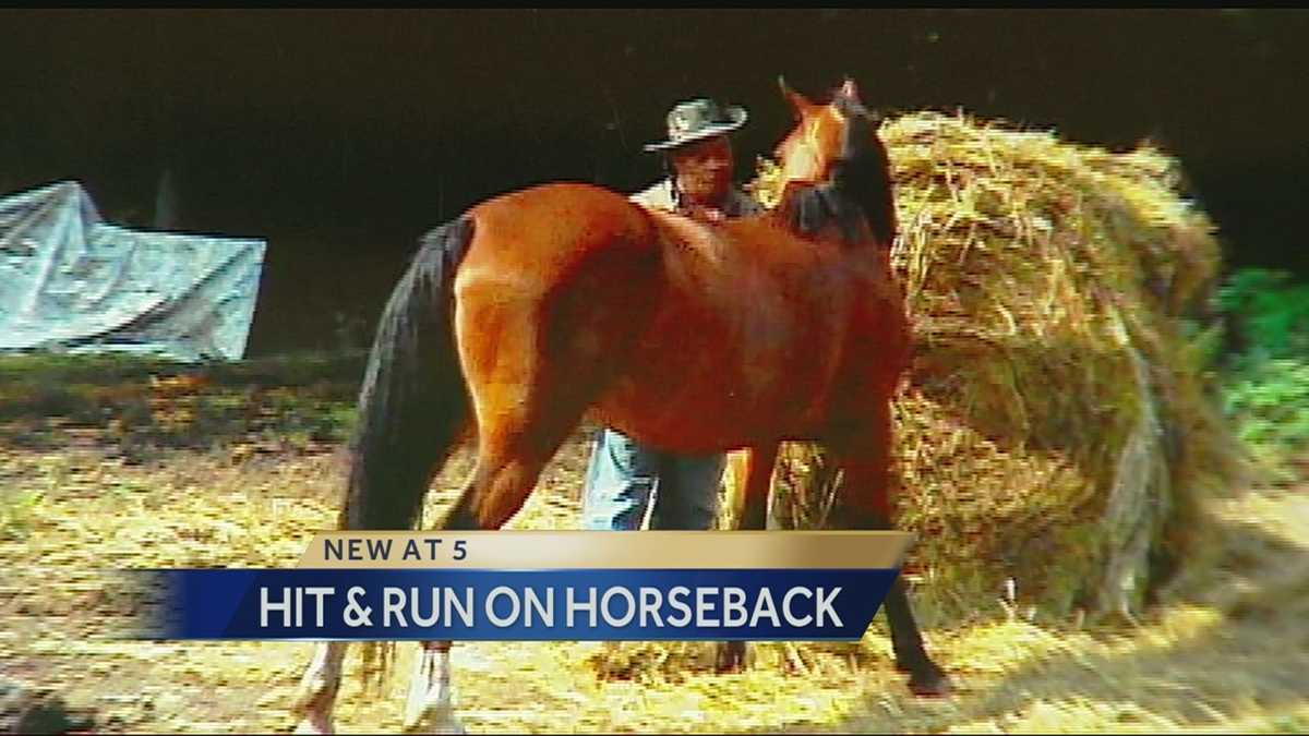Hit-and-run crash kills horse, injures rider