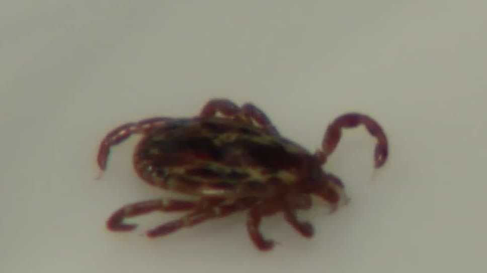 Officials remind you to be mindful of insects while outside during ...