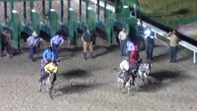 Zebra racing at Fair Grounds