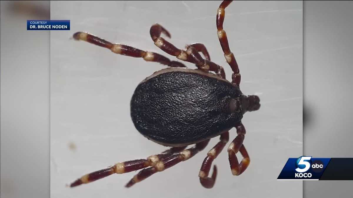 OSU researchers work with team in Africa to make ticks less dangerous