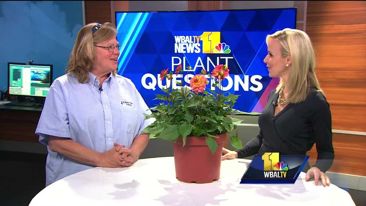 Plant Questions: Tips for helping flowers grow
