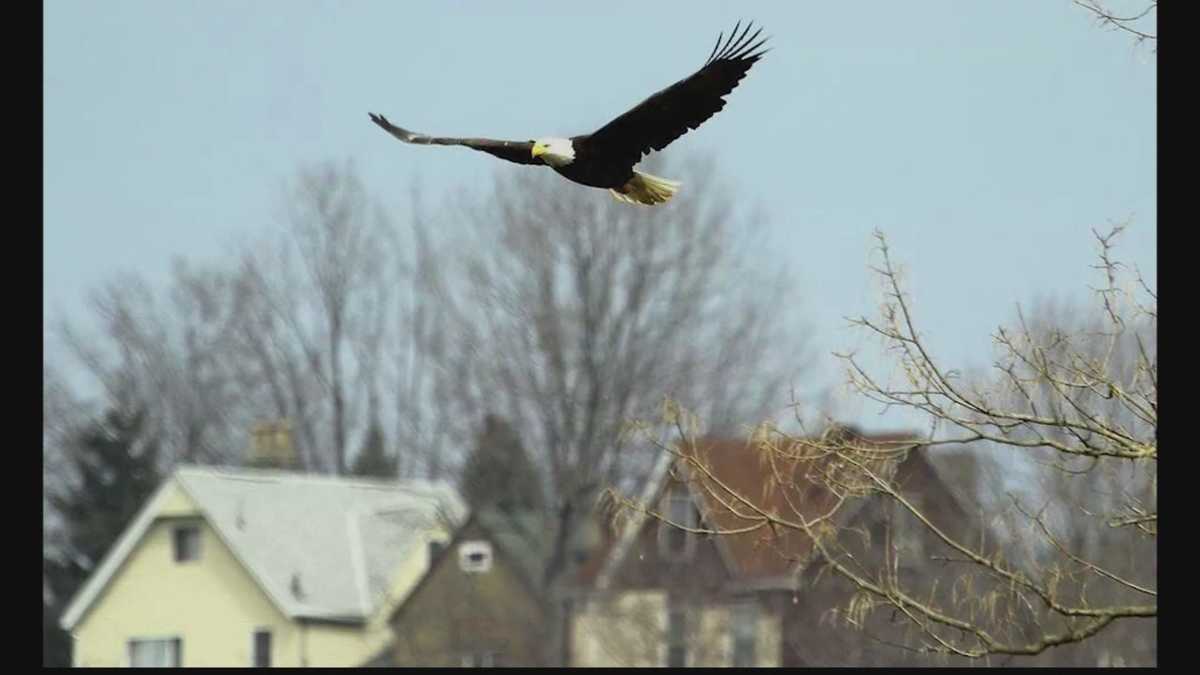 Eagle Watch: Pittsburgh's History with Eagles