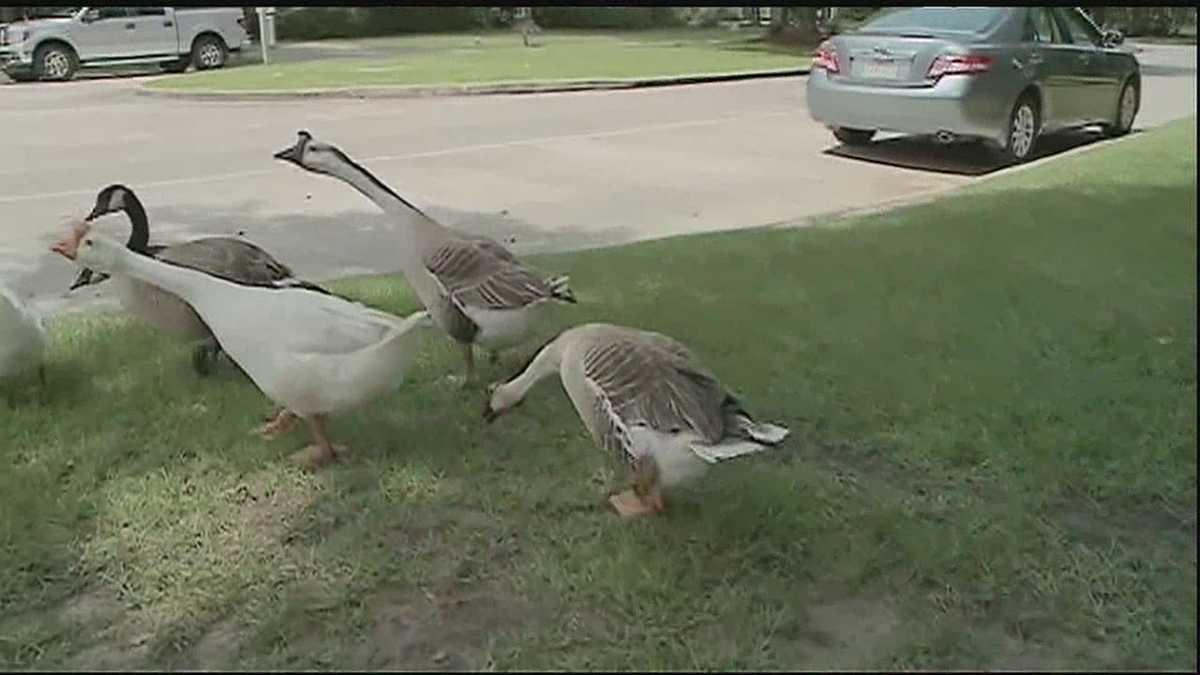 Injured goose now healthy and loose