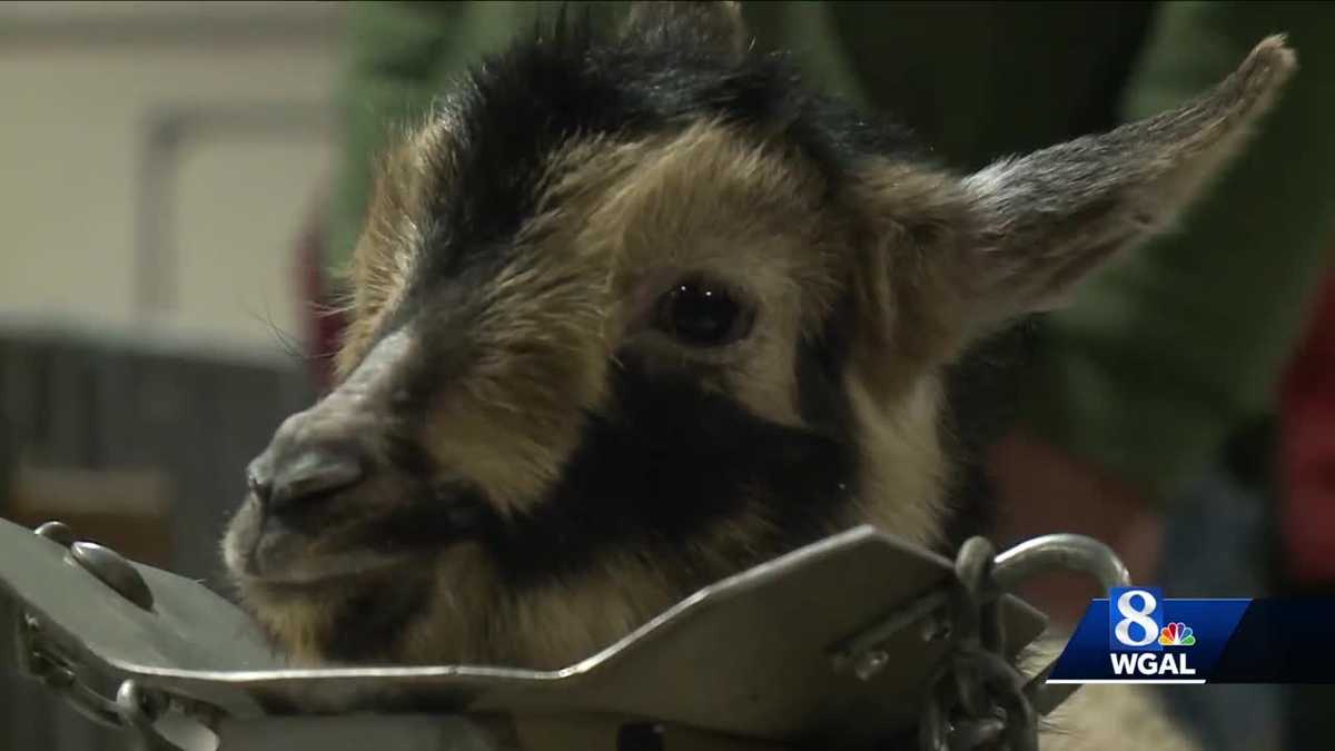 PA Farm Show: Baby goat wins over the crowd