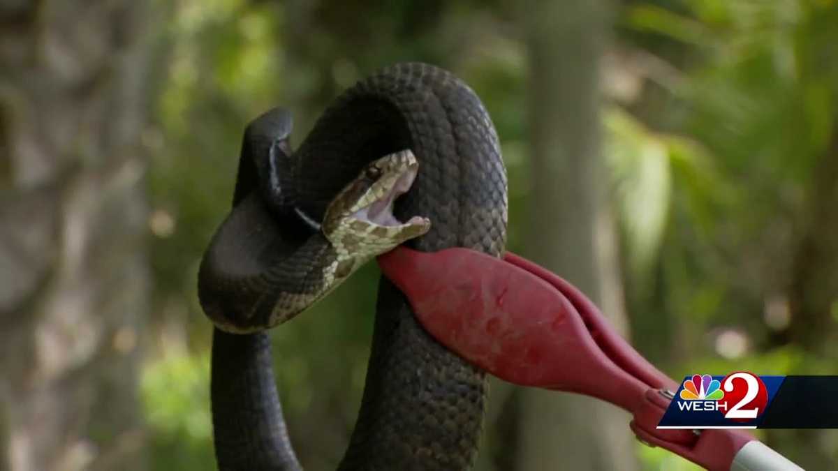 You could see an increase of snakes in Central Florida as weather heats up