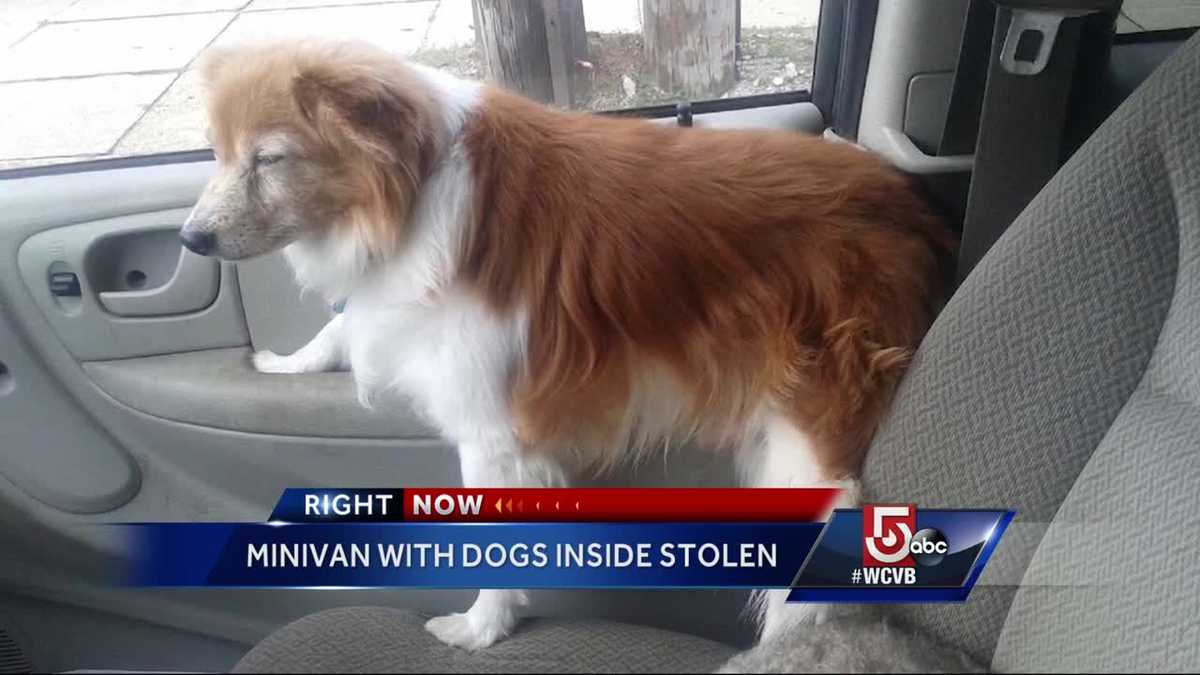 5 dogs missing after minivan stolen