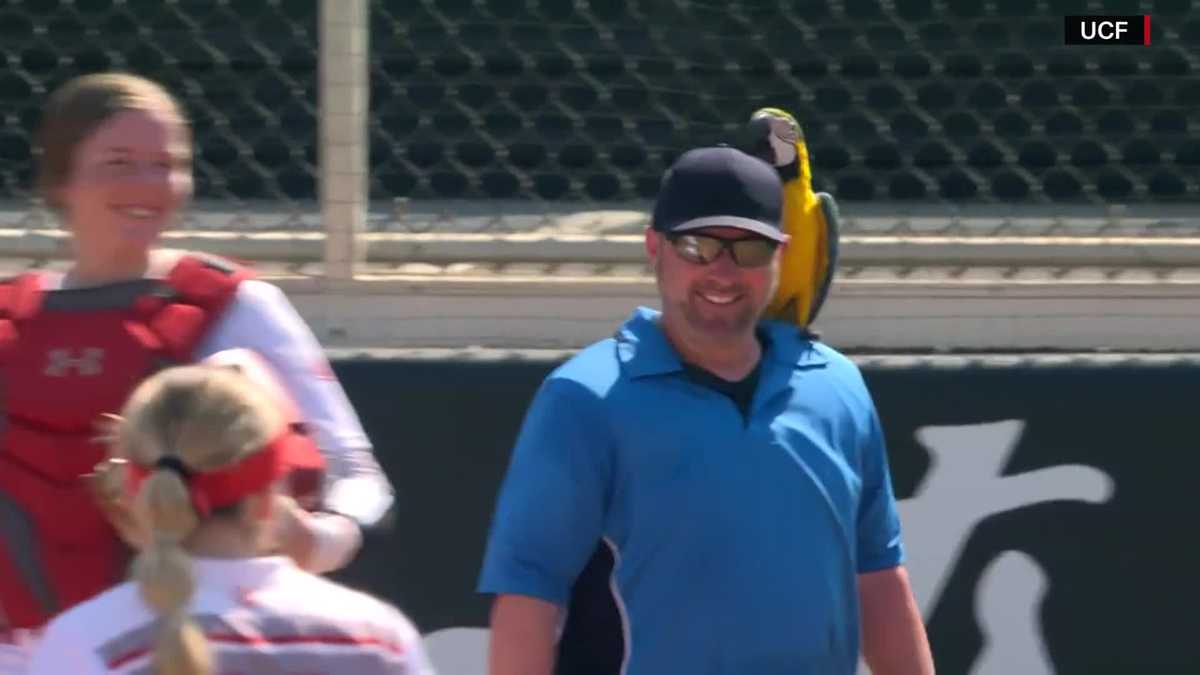 WATCH: Parrot lands on umpire at college softball game