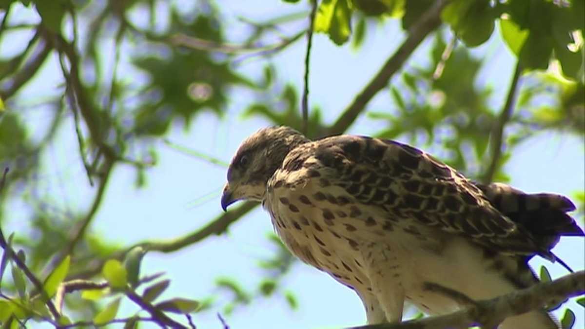 Hawks still dive-bombing people outside Port Orange Library