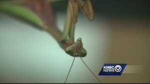 Royals' Rally Mantis Jr. moves to Lakeside Nature Center