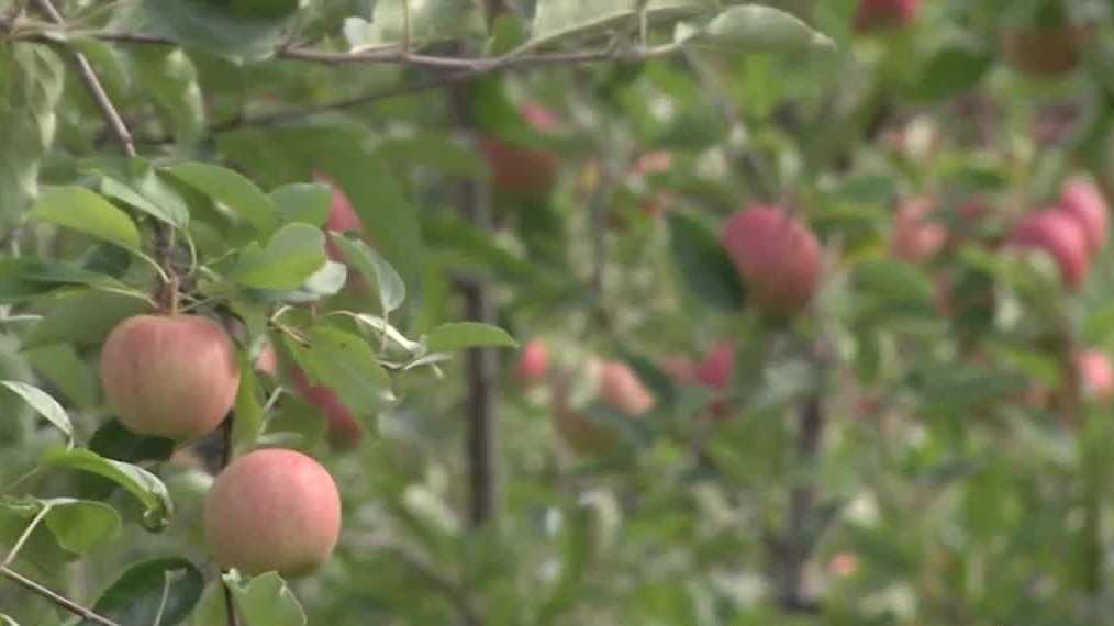 Drought impacting apple orchards in Iowa