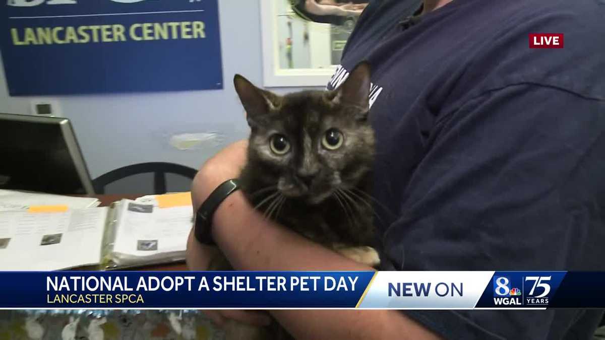 It's Adopt a Shelter Pet Day. Here's what to know