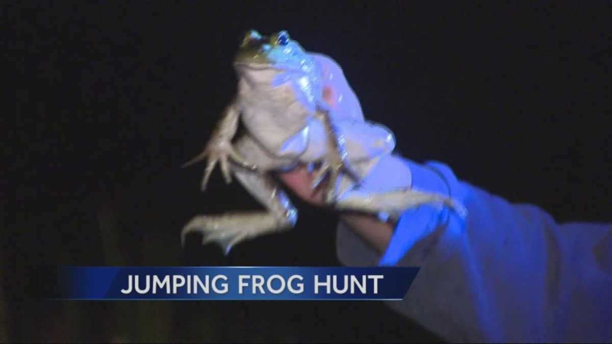 Frog jumping championship returns to Calaveras County Fair