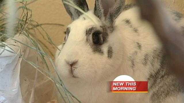 Local Shelters Warn About Buying a Real Life Easter Bunny