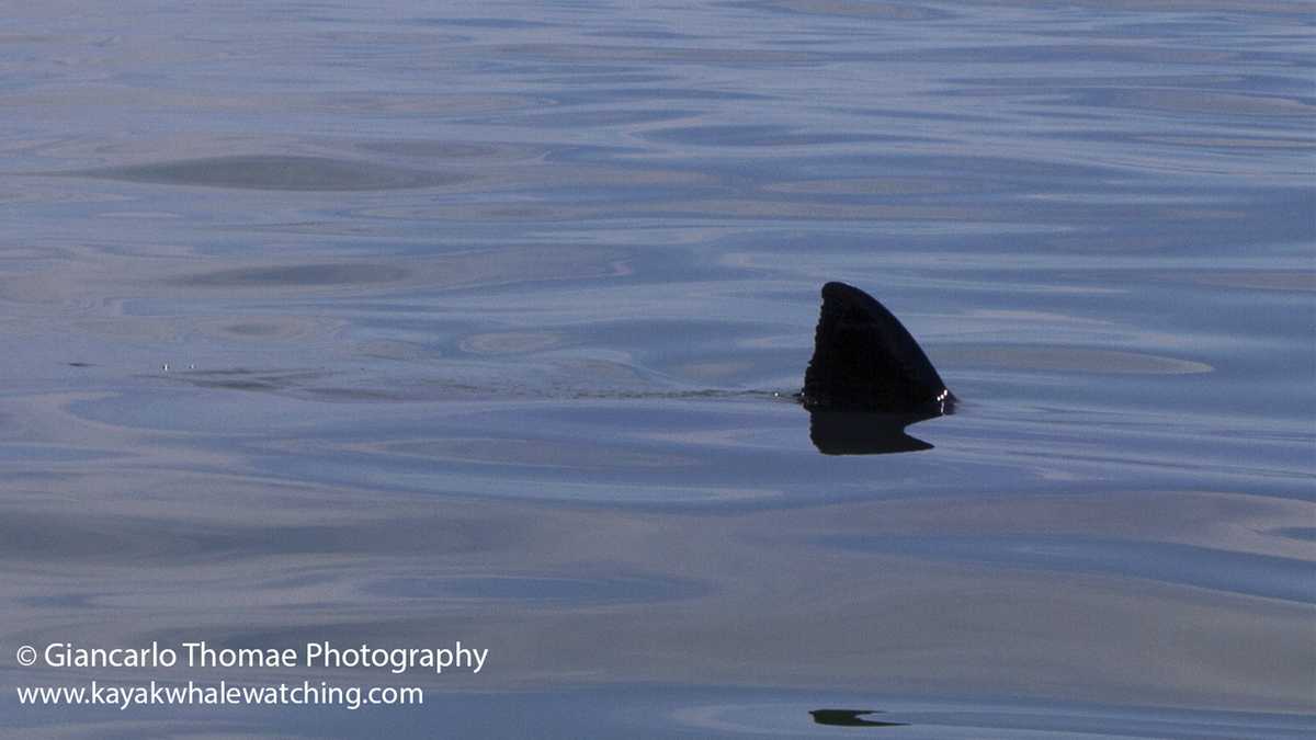 Great white sharks still swimming at Aptos, Capitola beaches