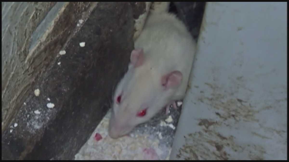 Hundreds of rats crawling through Florida woman's home