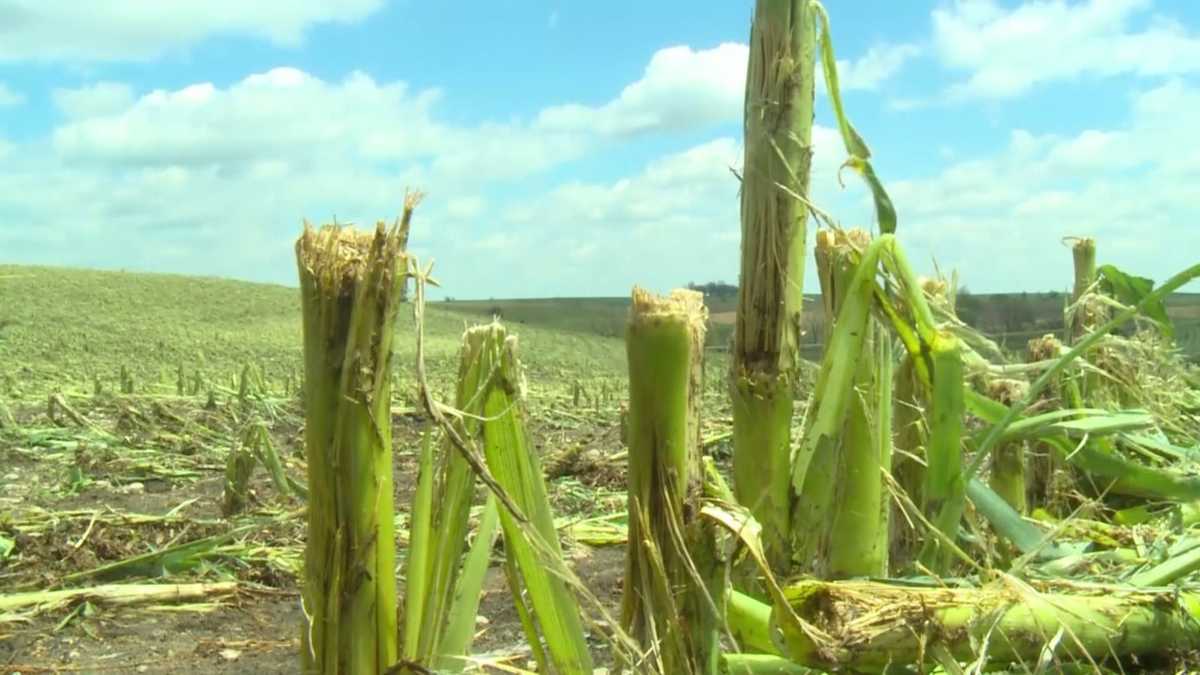 Storms destroy crops around the state