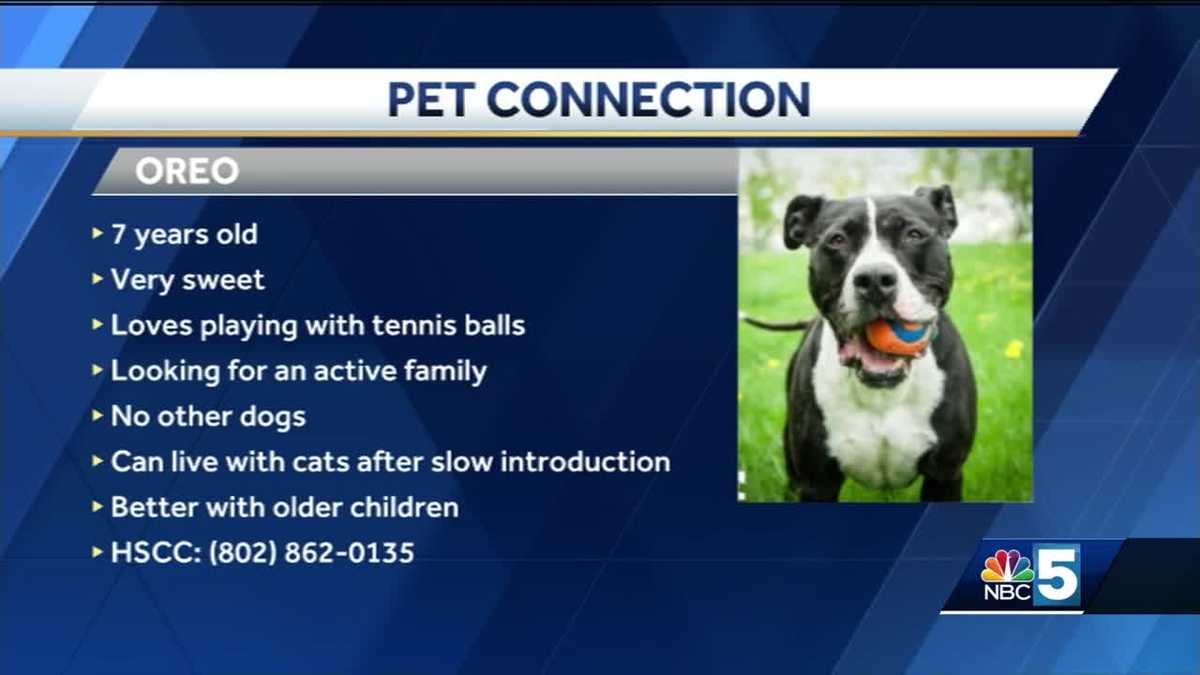 Pet Connection: 6-7-18