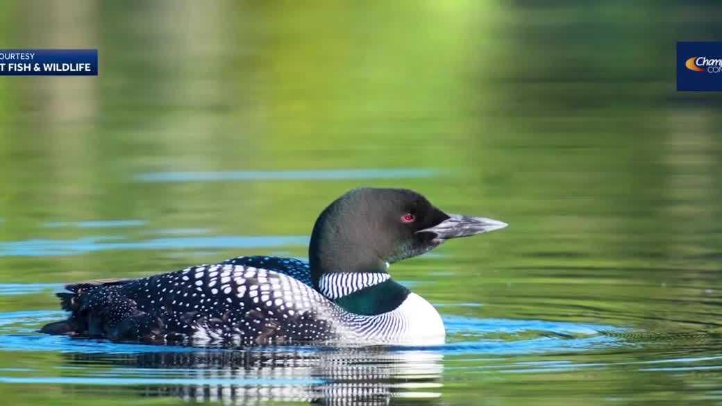 Vermont officials urge boaters and anglers to protect loons during ...