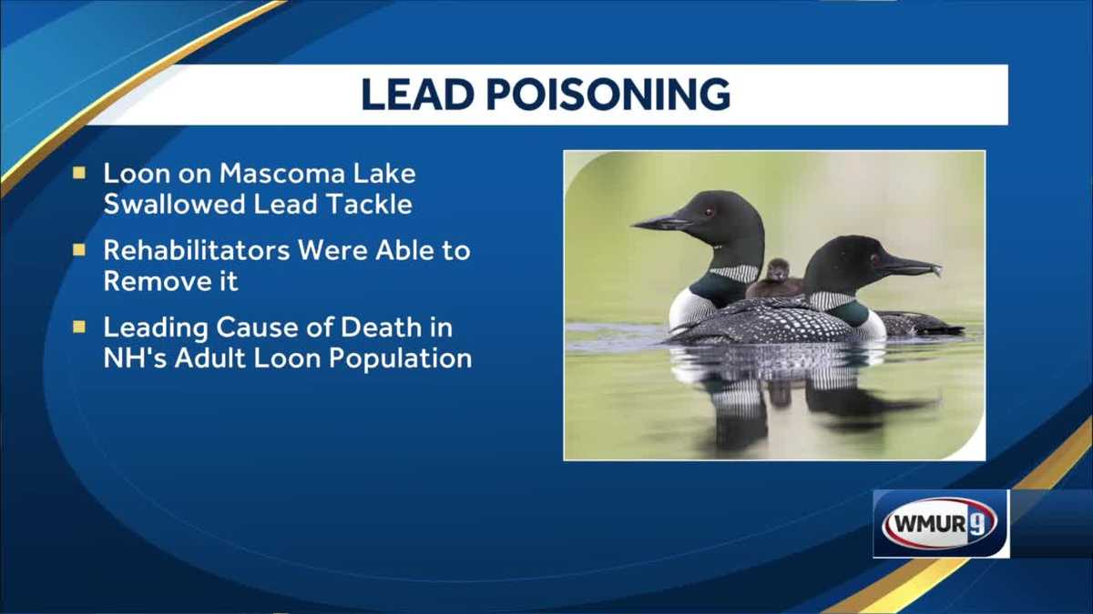 Loon swallows lead tackle on Mascoma Lake, rehabilitators able to remove it