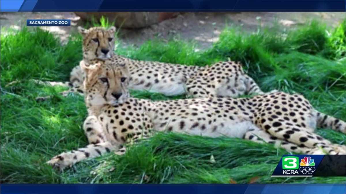 Negotiations underway to relocate Sacramento Zoo to Elk Grove