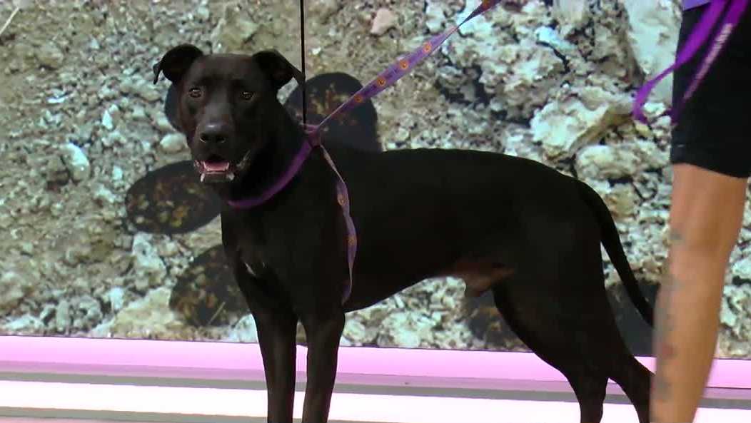'Mutts & Meows' with Gulf Coast Humane Society: Meet Eric