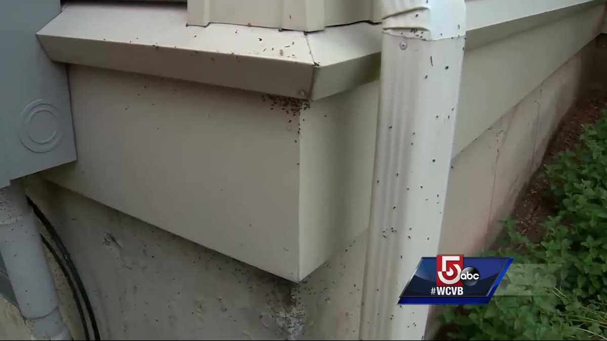 Parts of Mass. reporting explosion of gypsy moths