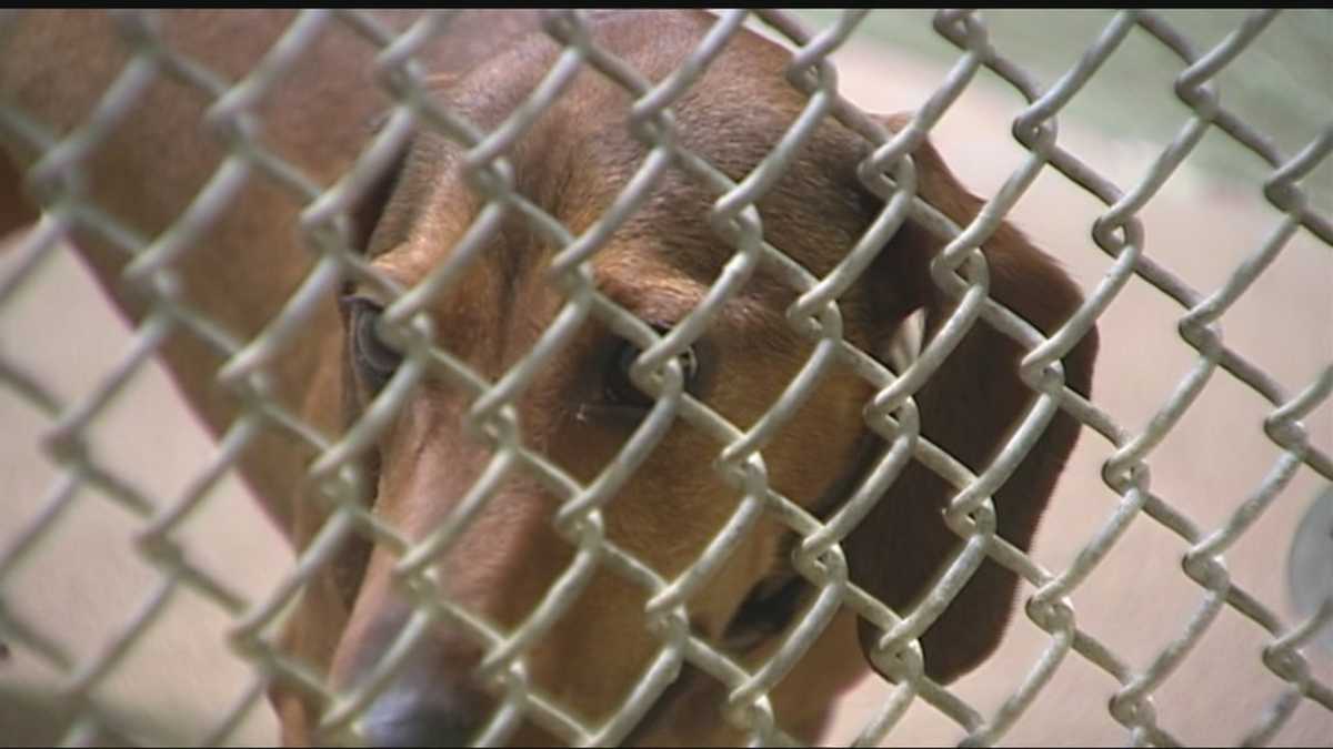 Animals being dumped at Midwest City Animal Welfare Center