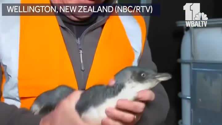 Penguins stuck in New Zealand sushi shop