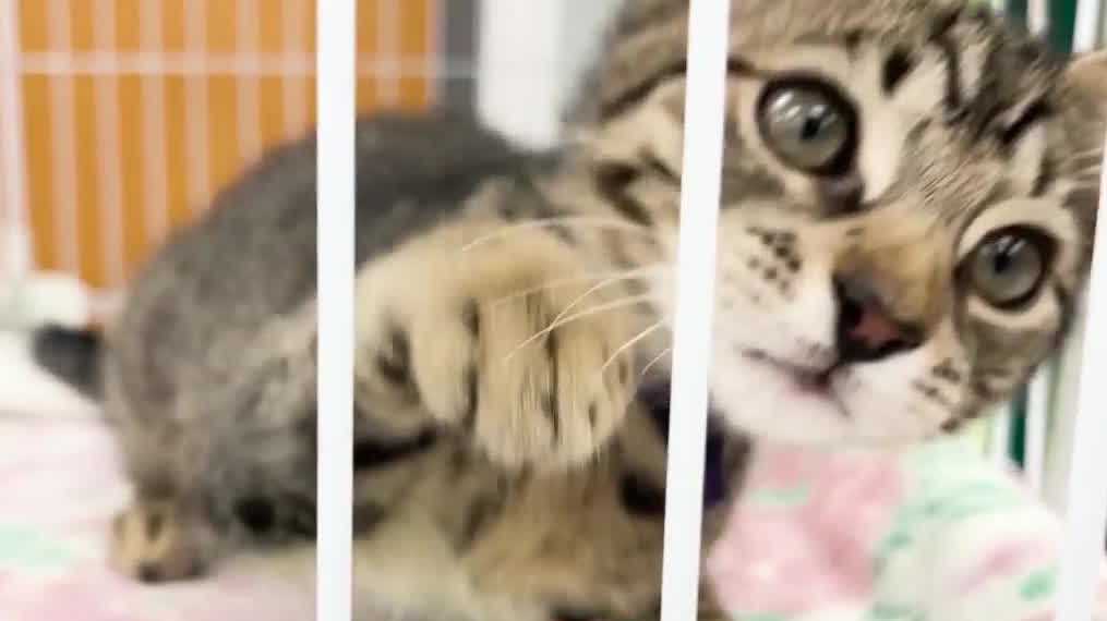 Collier County expands affordable pet care programs - WBBH