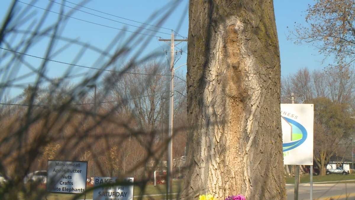 Some see Virgin Mary, Jesus in Iowa tree trunk