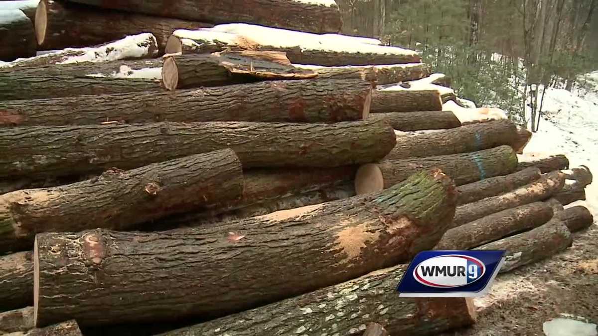 Grow it Green: Timber harvesting on conservation land