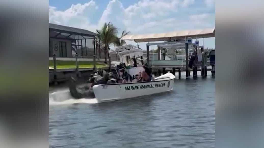 Video: Mother and baby manatee rescued in Cape Coral canal after boat ...