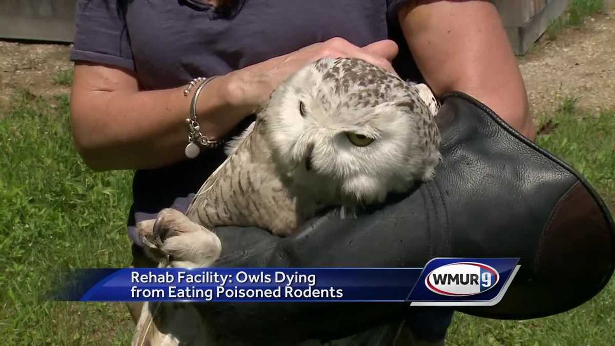 Owls fall sick after eating poisoned rodents