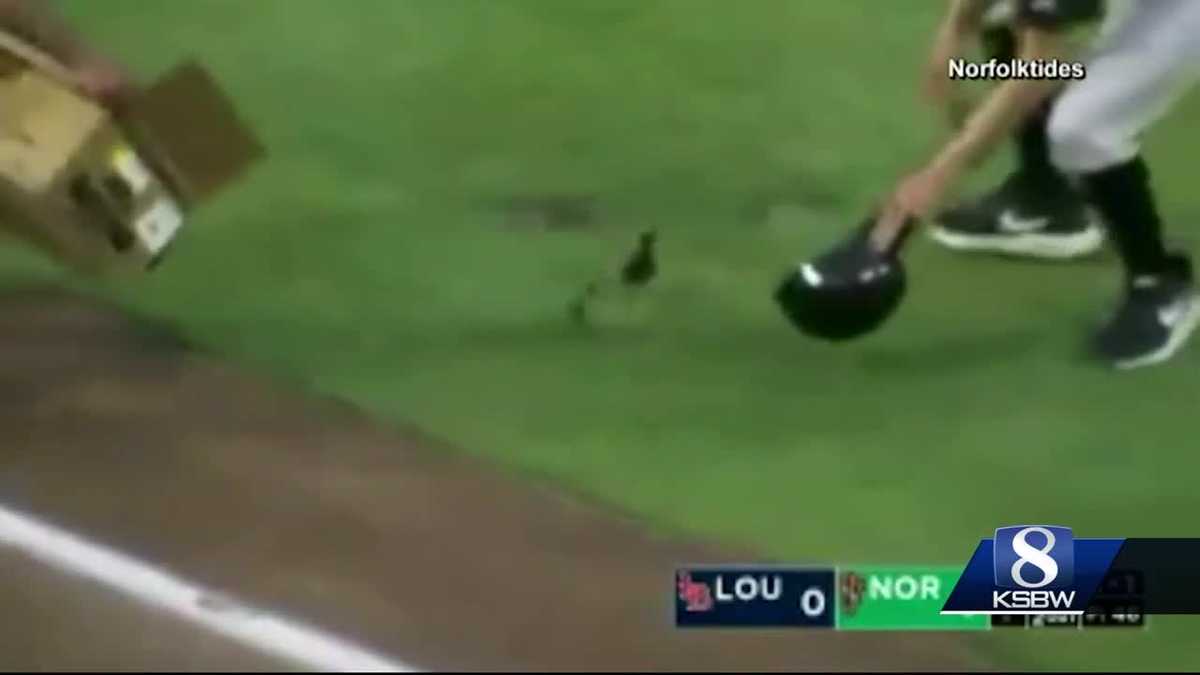 Animal Stories: Ducklings in the Infield