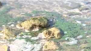Officials warn of effects of toxic algae on human body