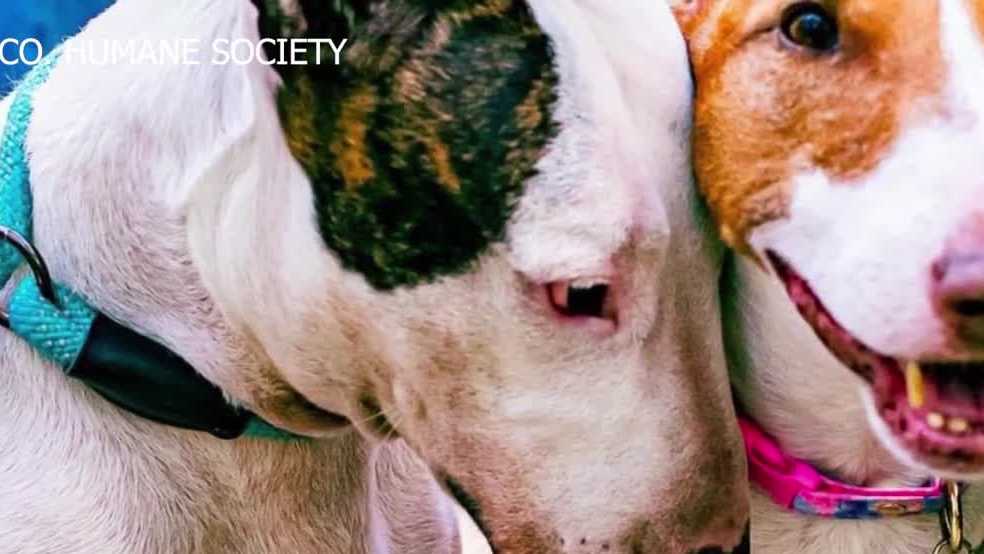 Dog rescued during Hurricane Milton finds forever home