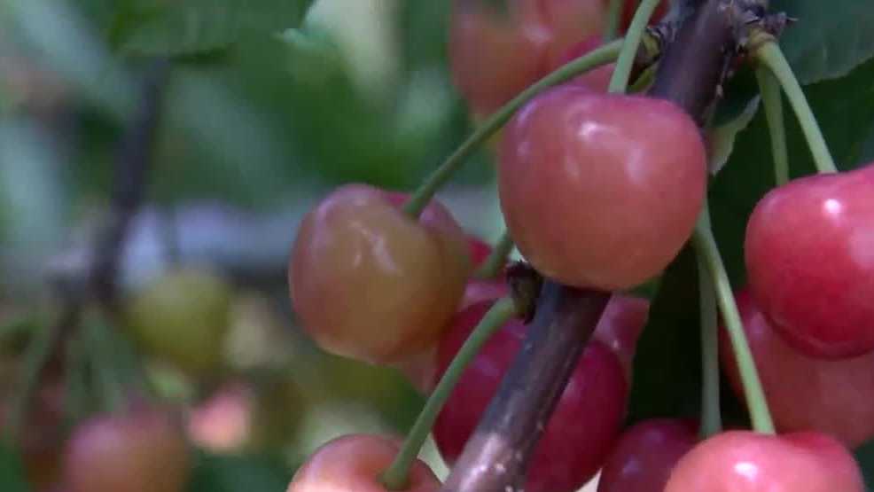 2,000 cherry trees destroyed at ex-49er's California orchard