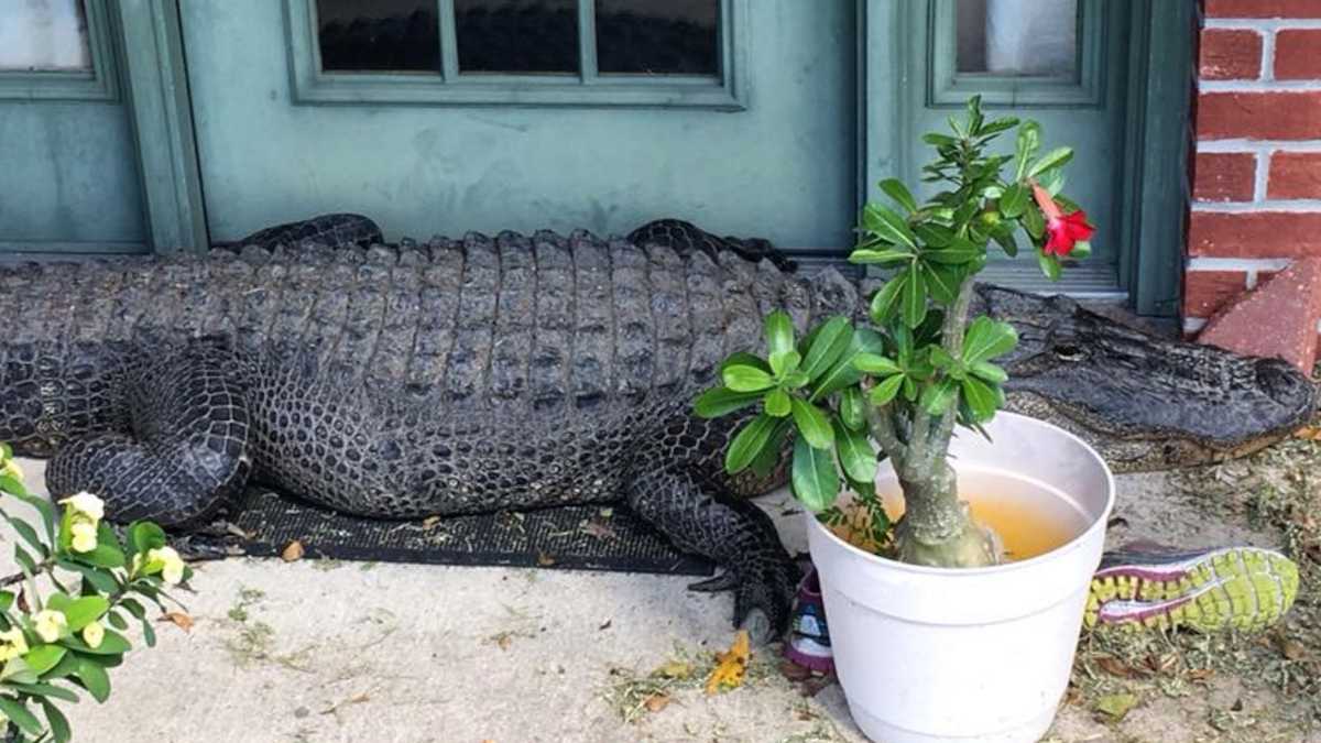 Not a doormat: Giant alligator spotted hanging out on front porch