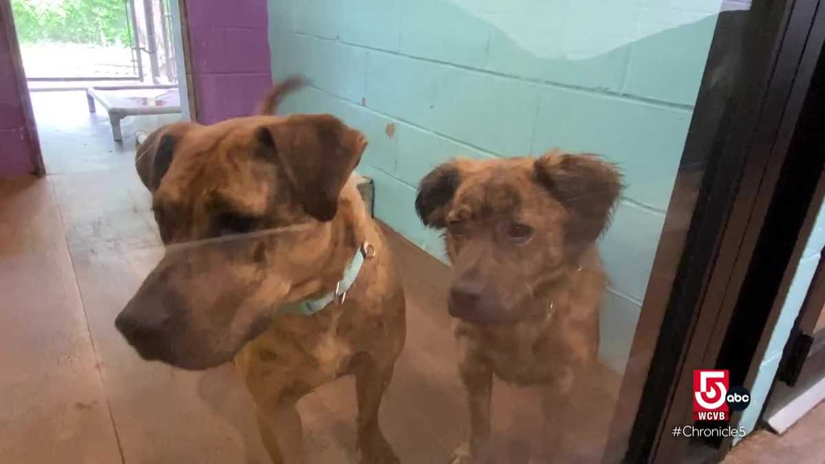 Animal shelters hope to give dogs their forever homes this summer
