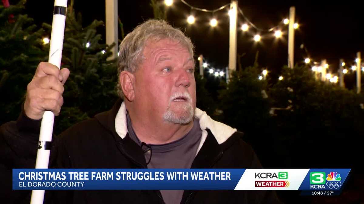 Foggy weather impacts Christmas tree sales at Santa's Forest in El ...