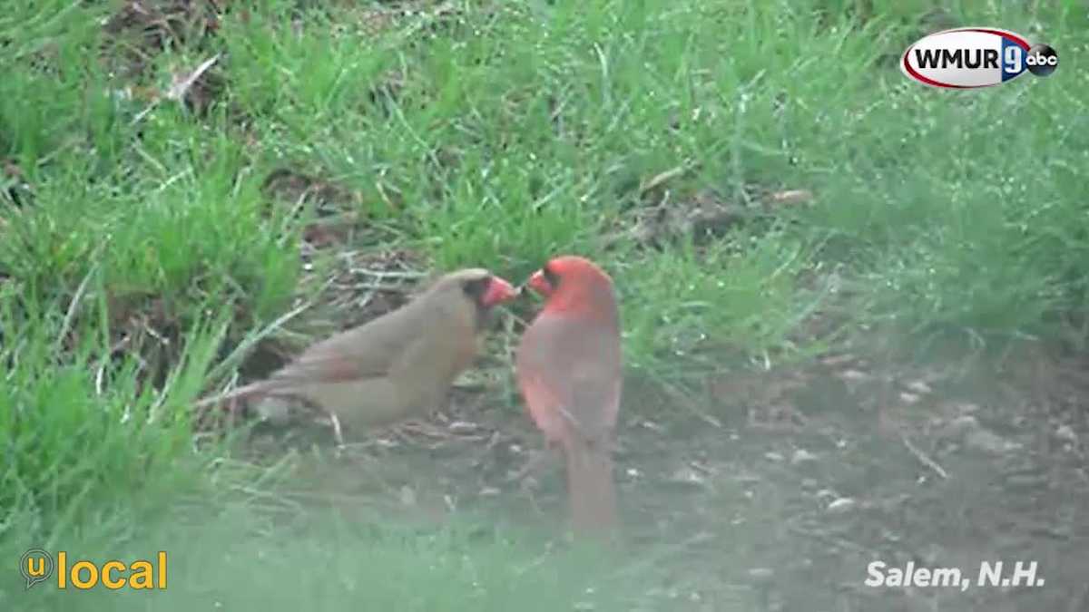 'Kissing cardinals' seen in Salem