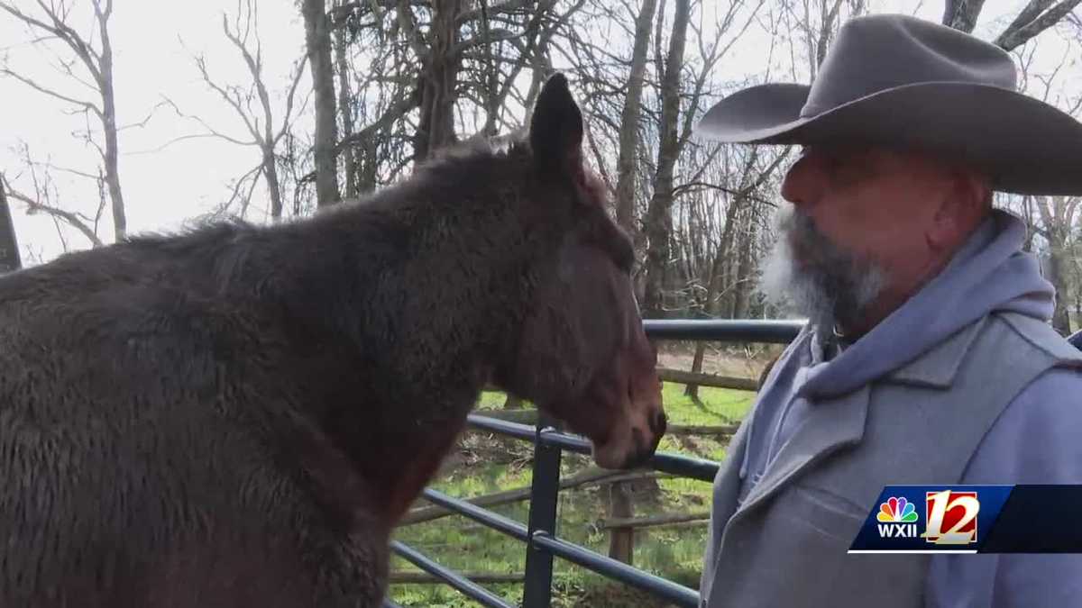 Tragic accident kills mules who helped in disaster relief for western NC