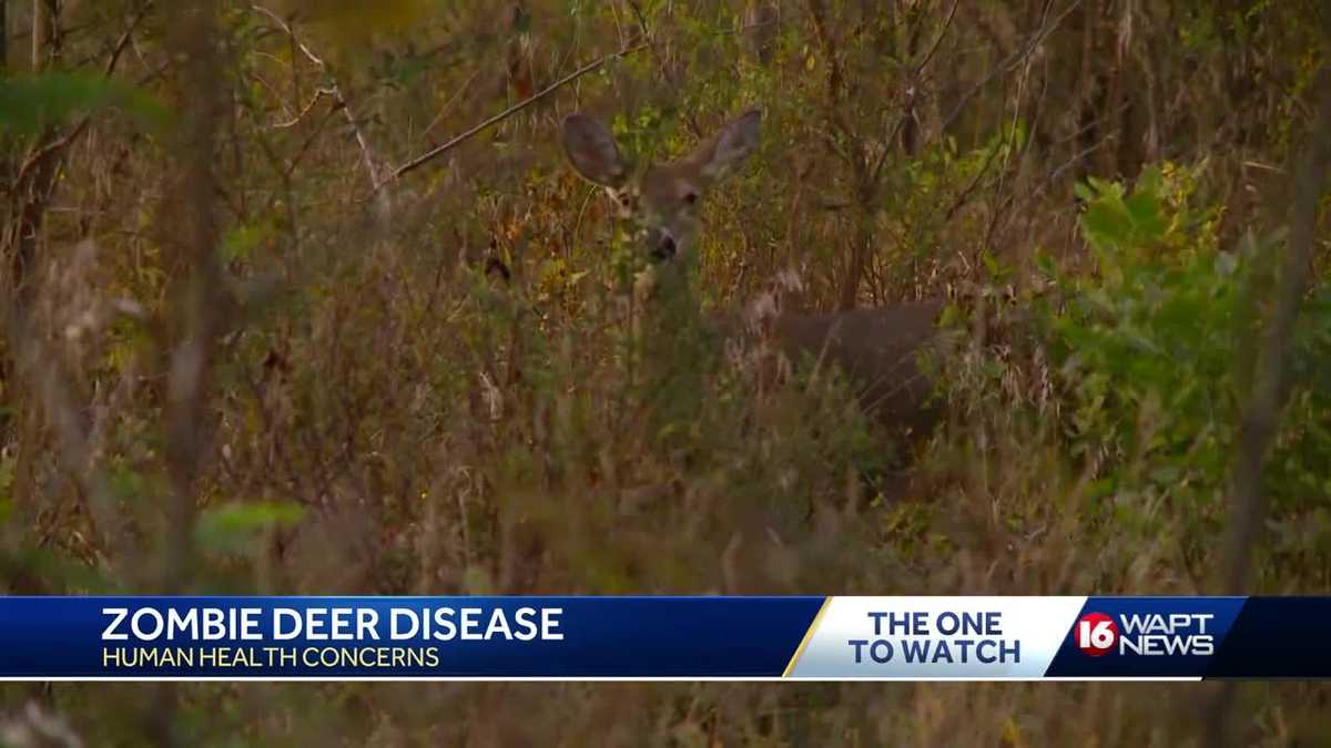 CDC concerned about zombie deer disease