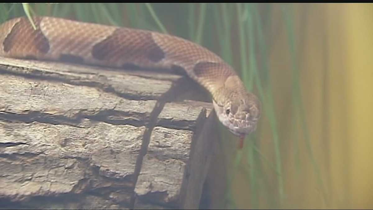 Experts warn about busy snake bite season