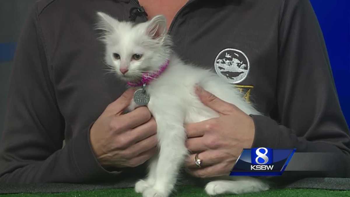 Pet of the Week: Gremlin the cat