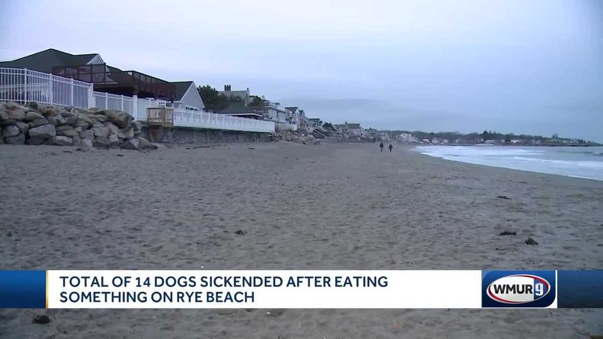 Total of 14 dogs sickened after eating something on Rye beach