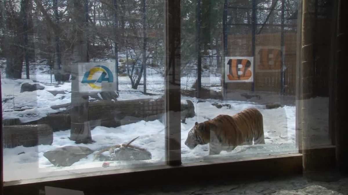 Des Moines, Iowa tiger makes Super Bowl prediction