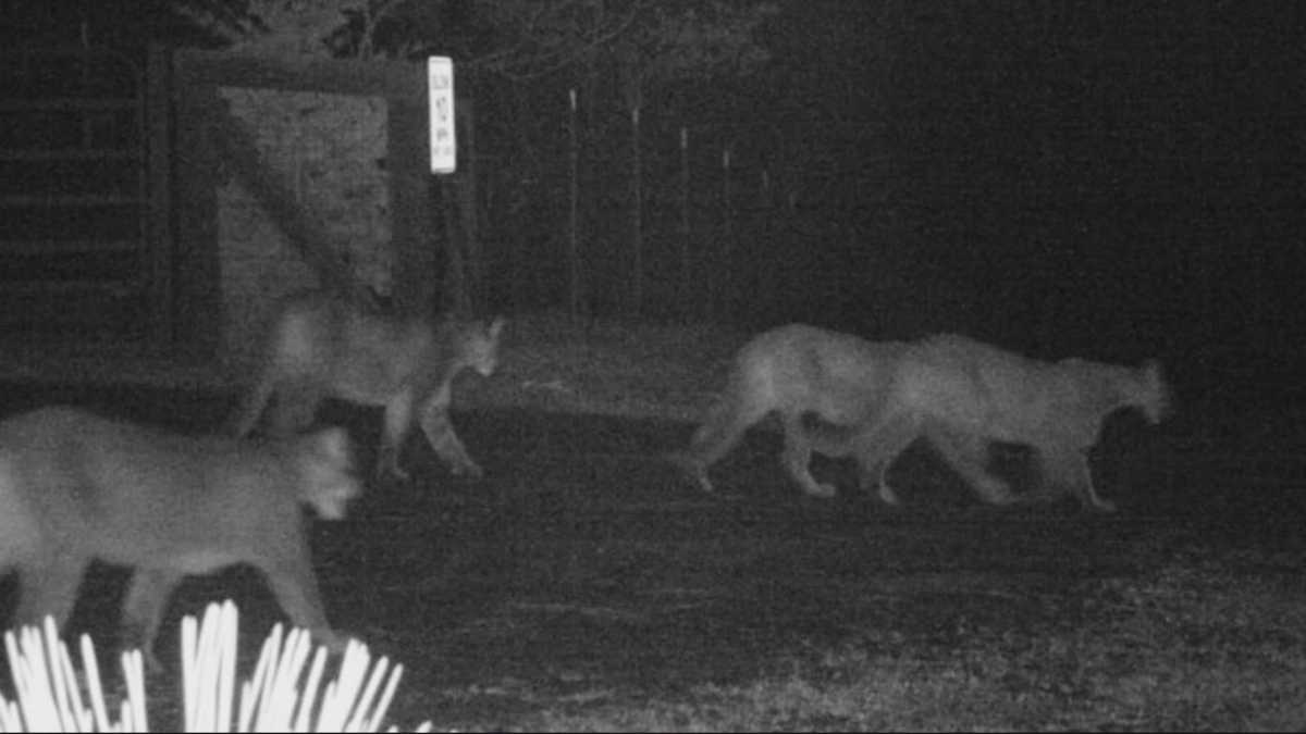 Viral photo shows mountain lions roaming in Georgetown, CA
